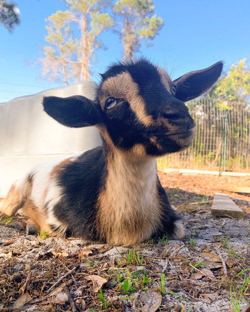 Just for Fun: Reader Photos - July/August 2025 - Goat Journal